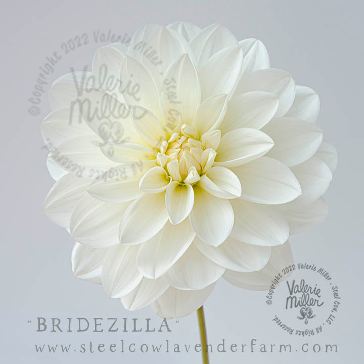 BRIDEZILLA DAHLIA TUBER - Steel Cow Lavender Farm