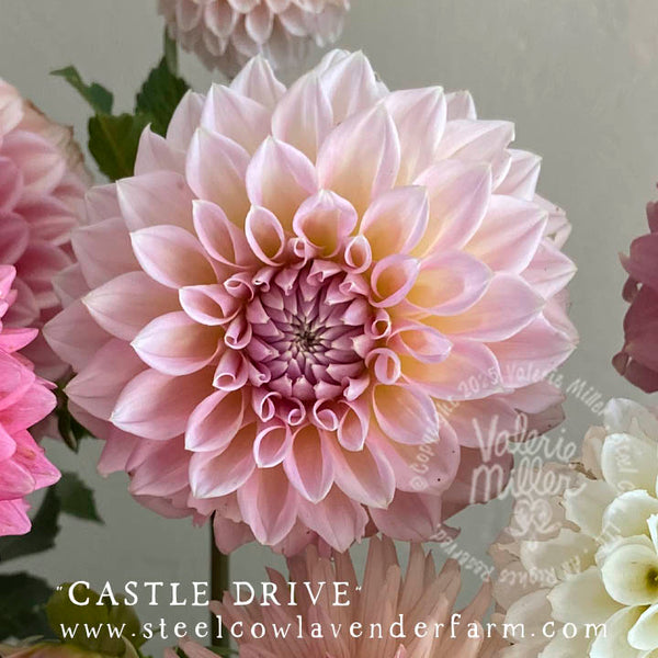 Castle Drive Dahlia Tuber Steel Cow Lavender Farm