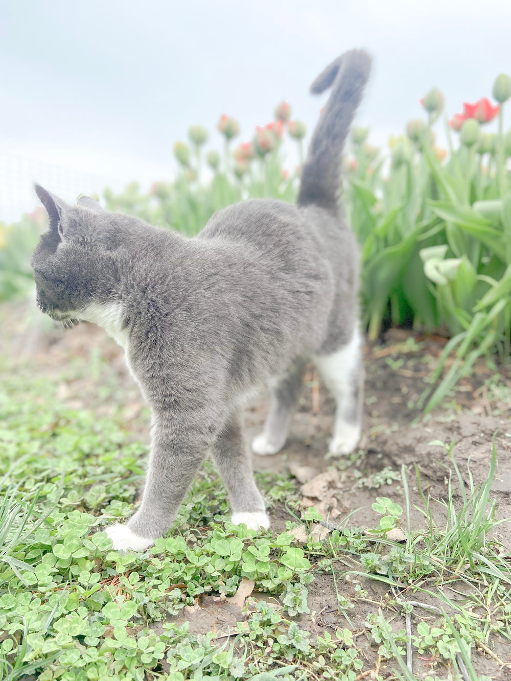 MEET THE MILLERS - Steel Cow Lavender Farm