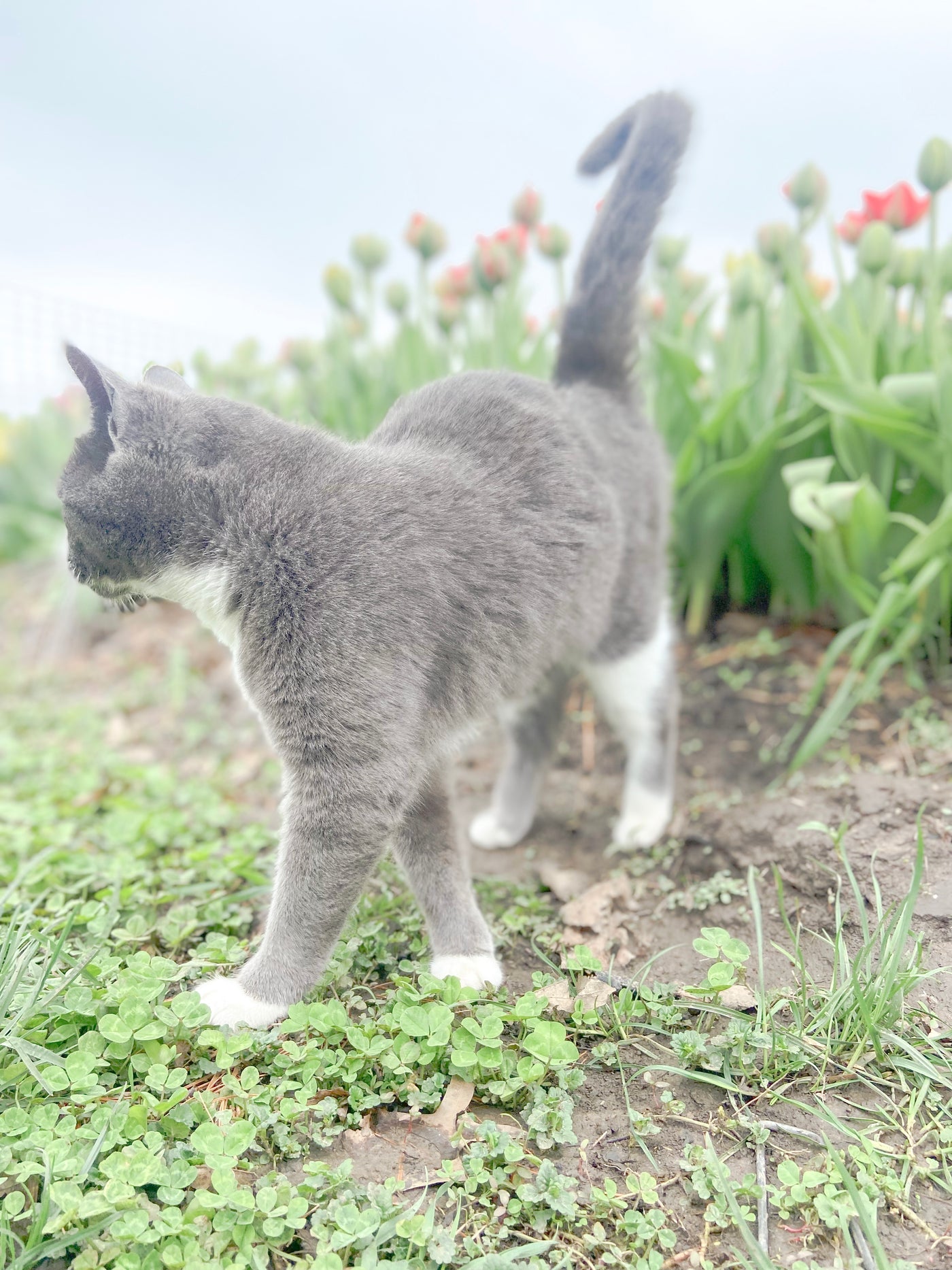 MEET THE MILLERS - Steel Cow Lavender Farm