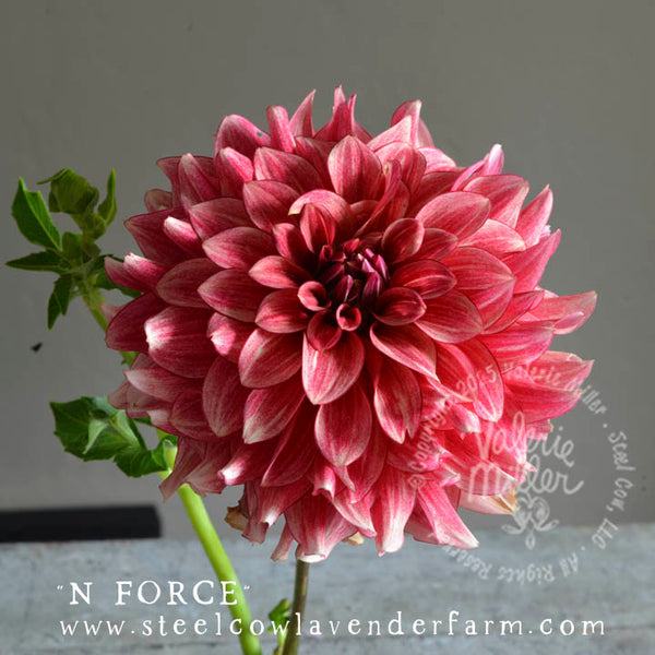 N-FORCE DAHLIA TUBER - Steel Cow Lavender Farm