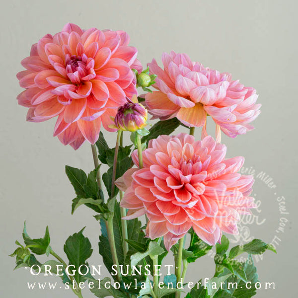 OREGON SUNSET DAHLIA TUBER - Steel Cow Lavender Farm