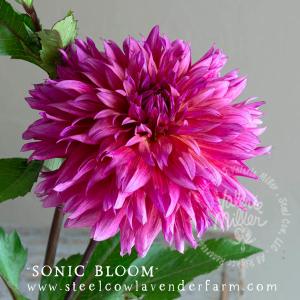 SONIC BLOOM DAHLIA TUBER - Steel Cow Lavender Farm
