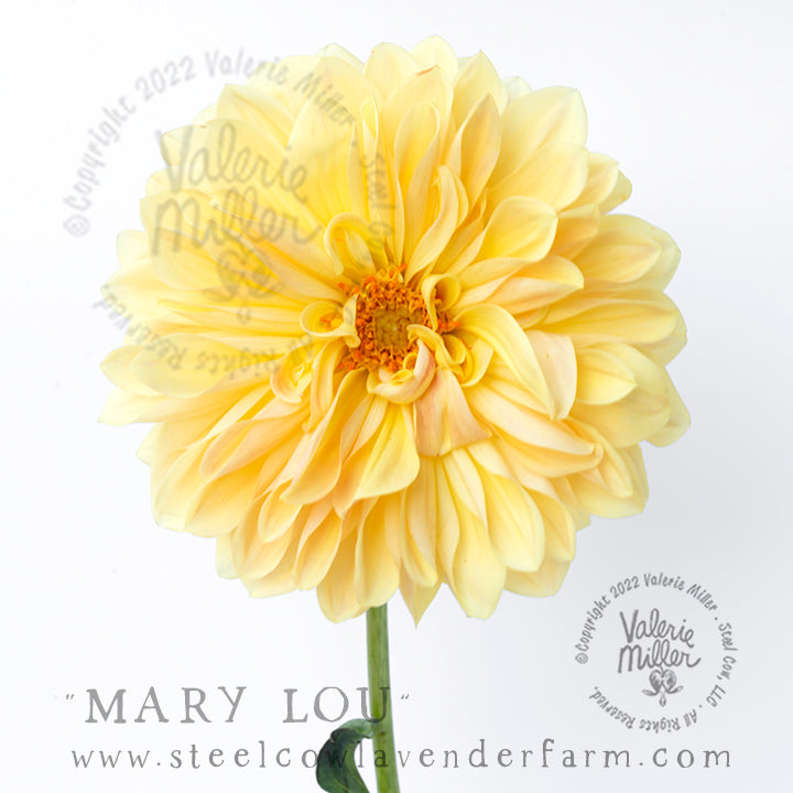 DAHLIA TUBERS - Steel Cow Lavender Farm