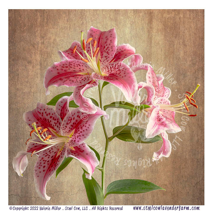 Stargazer Lily Drawing